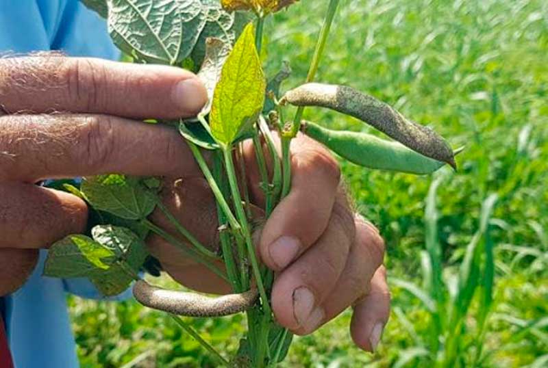 Incrementan producción de medios biológicos para la agricultura